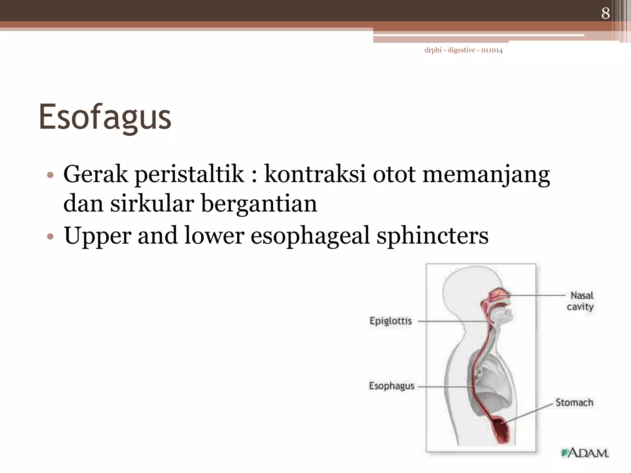 Anatomi Fisiologi Sistem Pencernaan | PPTX