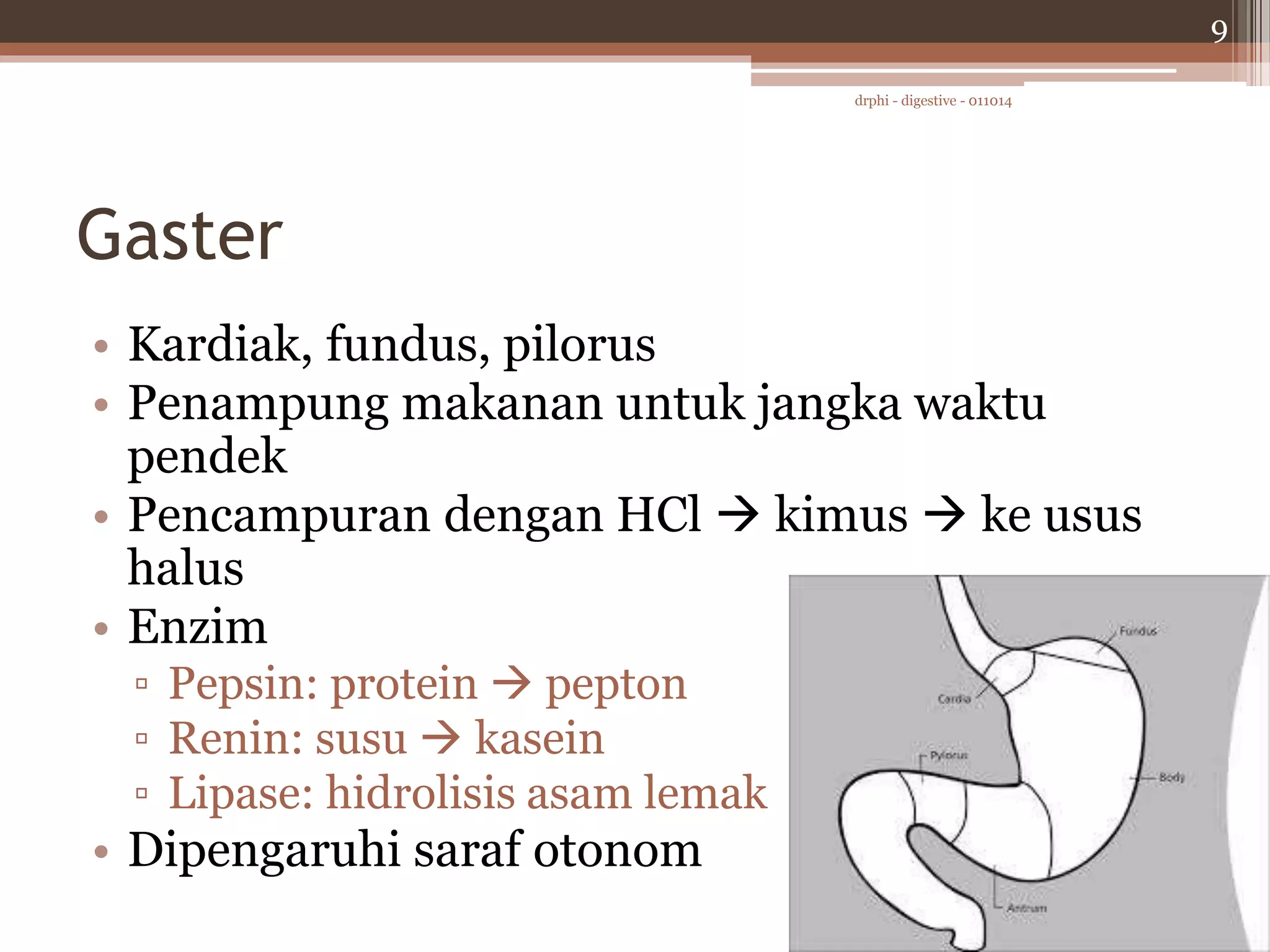 Anatomi Fisiologi Sistem Pencernaan | PPTX