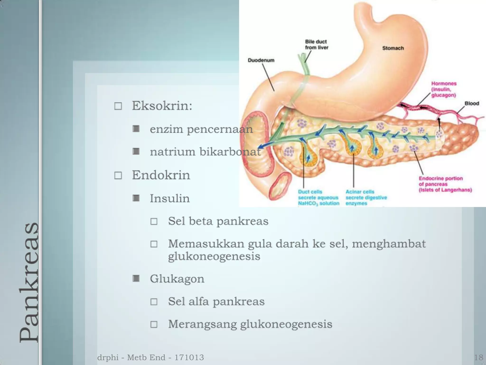 Anatomi Fisiologi Metabolisme dan Endokrin | PPTX