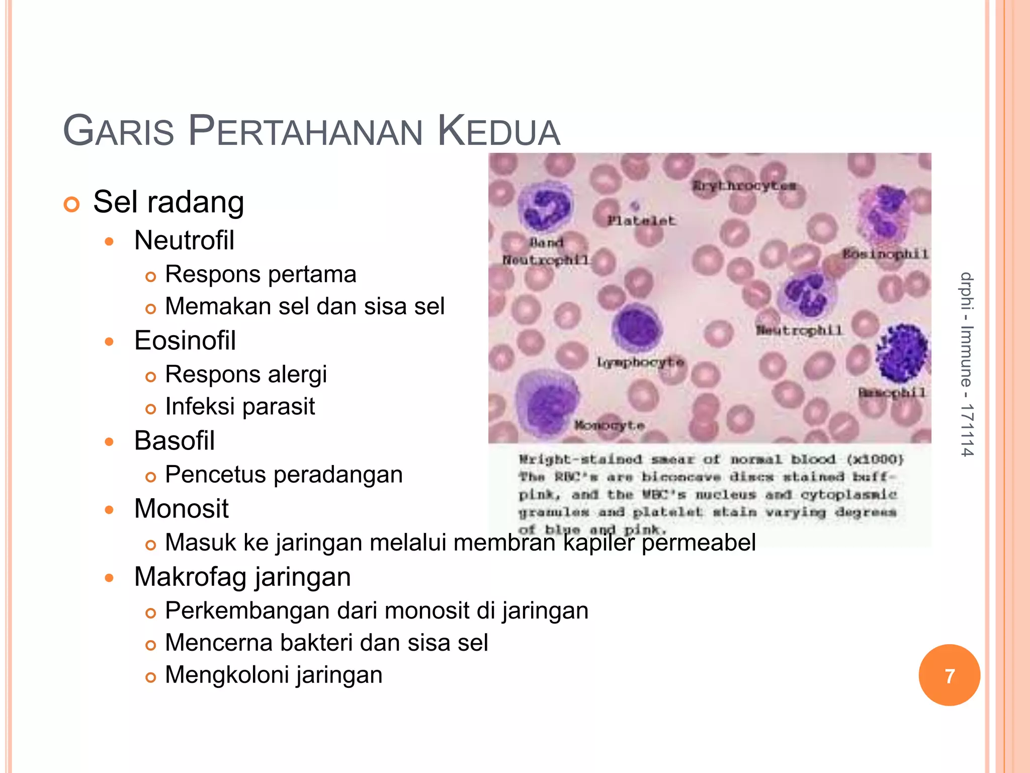 Anatomi Fisiologi Sistem Imun | PPTX