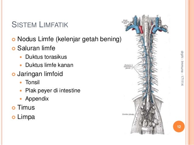 Anatomi Fisiologi Sistem Imun