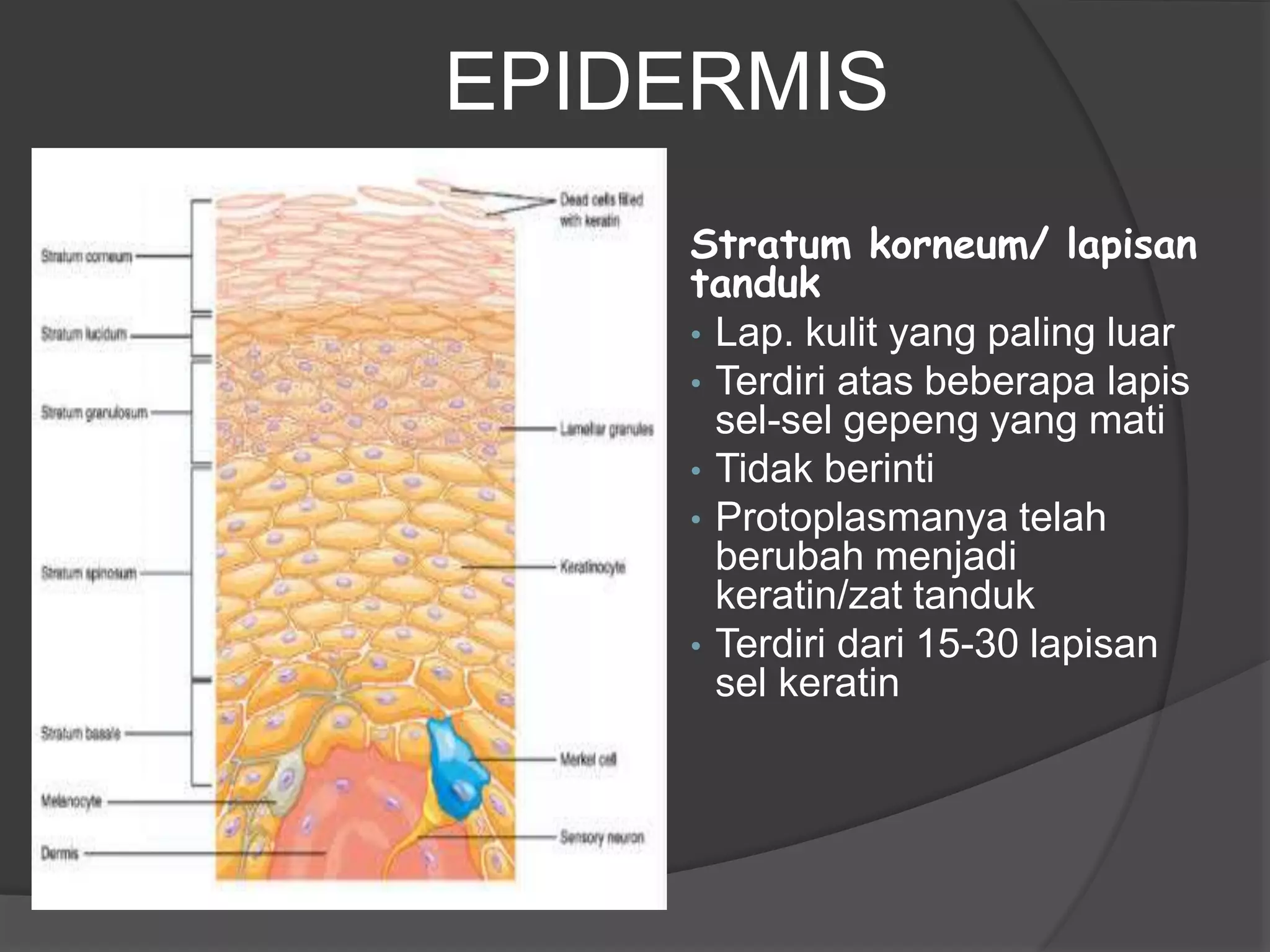 Anfis integumen | PPTX