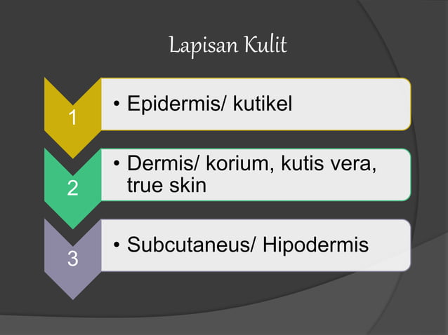 Anfis integumen | PPTX