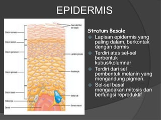 Anfis integumen | PPTX