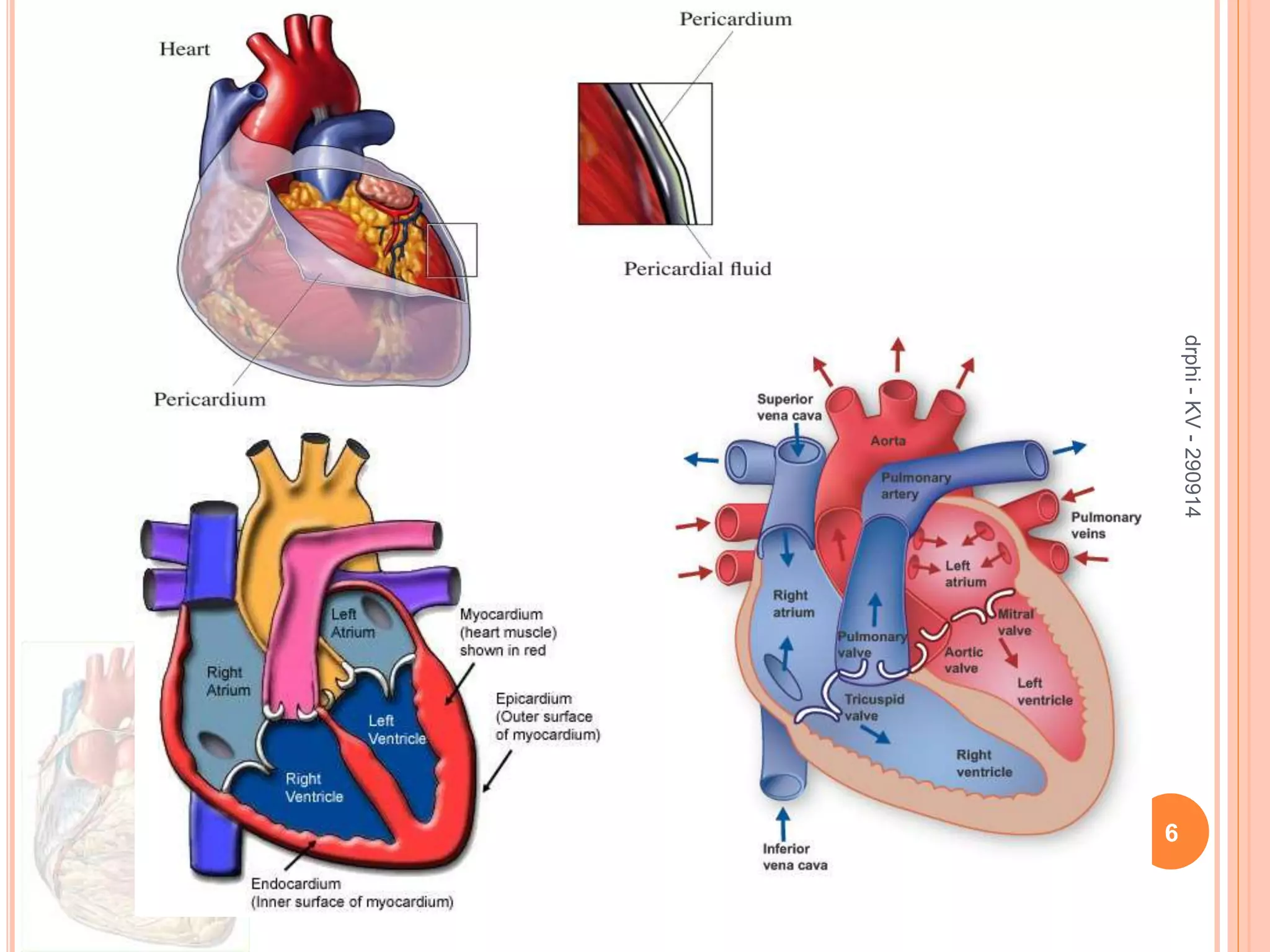 Anatomi Fisiologi Sistem Kardiovaskuler | PPTX
