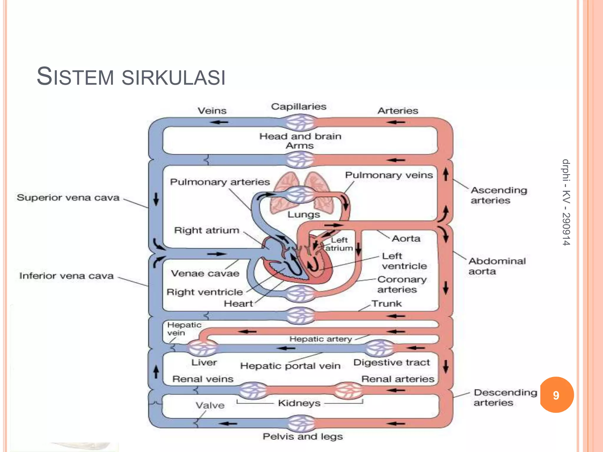 Anatomi Fisiologi Sistem Kardiovaskuler | PPTX