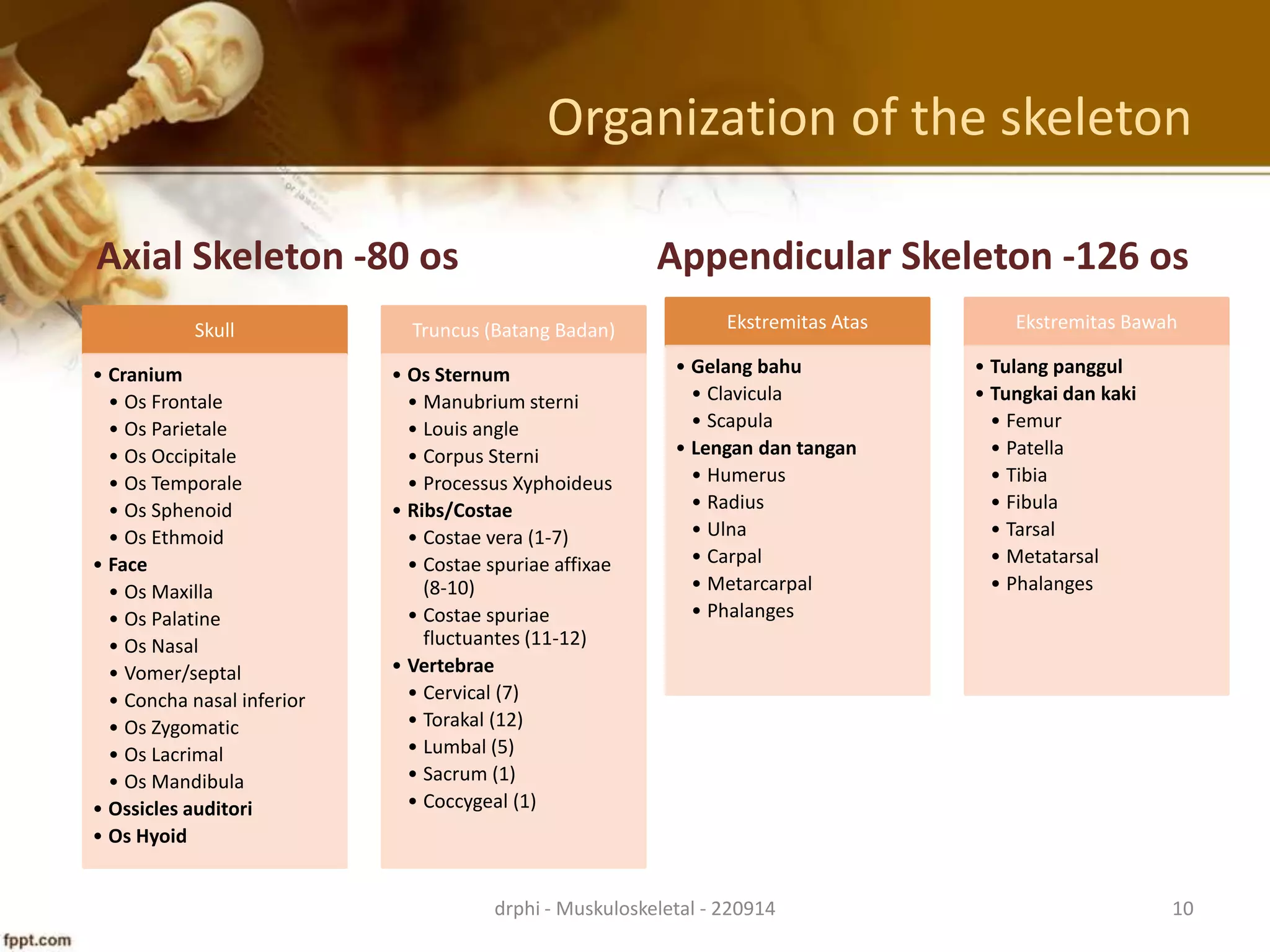 Anatomi Fisiologi Sistem Muskuloskeletal | PPTX
