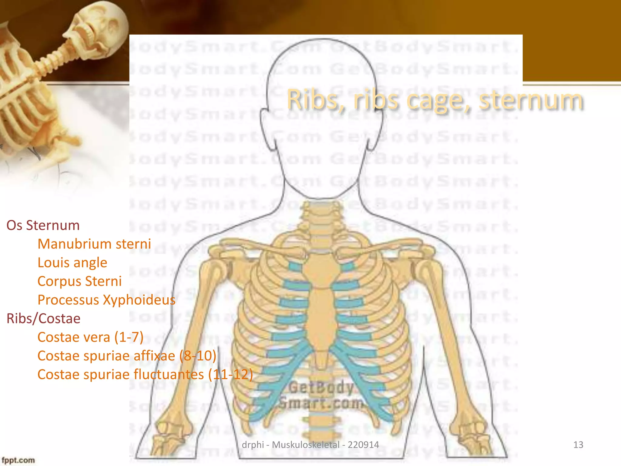 Anatomi Fisiologi Sistem Muskuloskeletal | PPTX