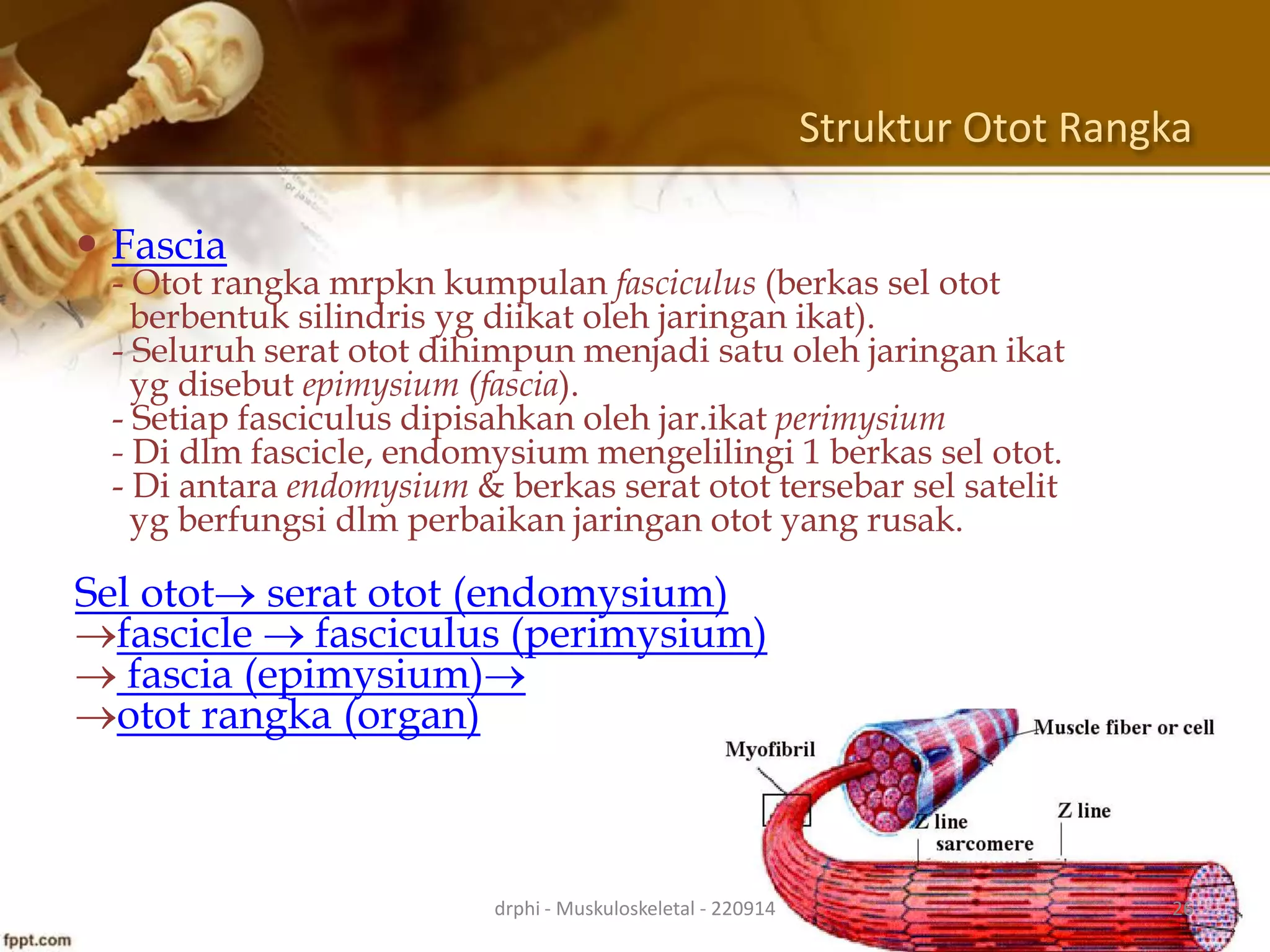 Anatomi Fisiologi Sistem Muskuloskeletal | PPTX