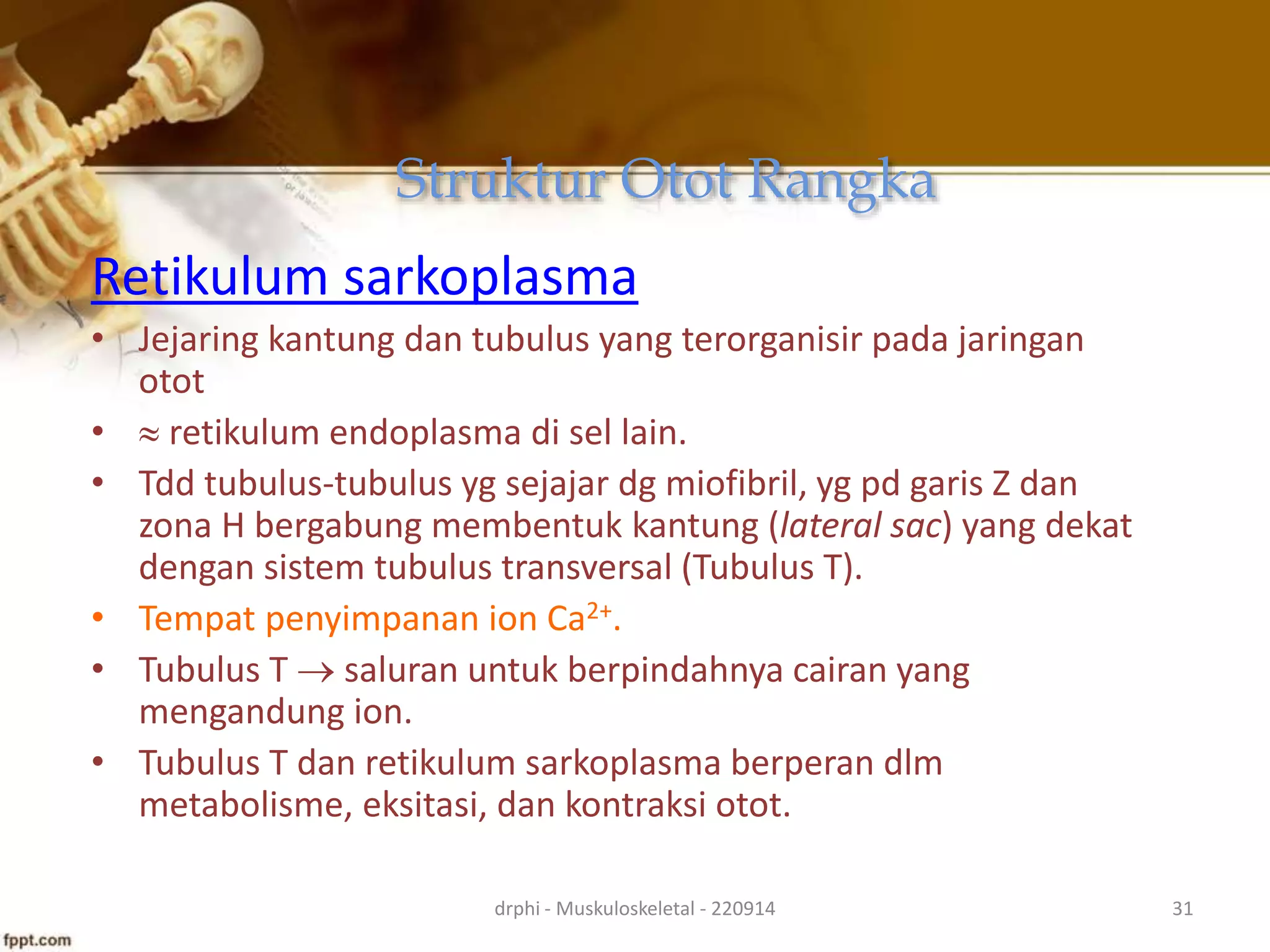 Anatomi Fisiologi Sistem Muskuloskeletal | PPTX