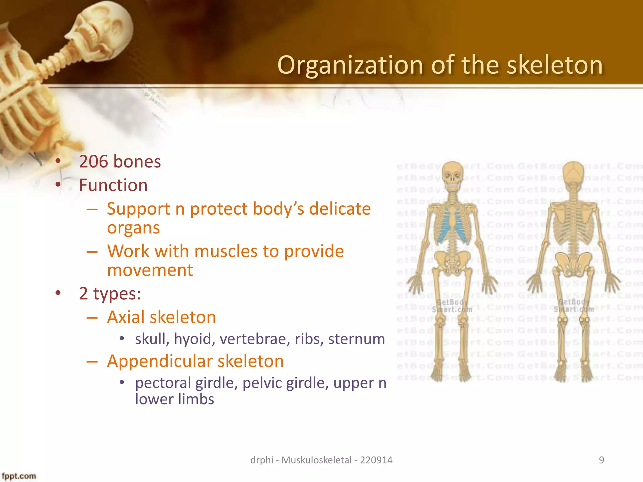 Anatomi Fisiologi Sistem Muskuloskeletal | PPTX