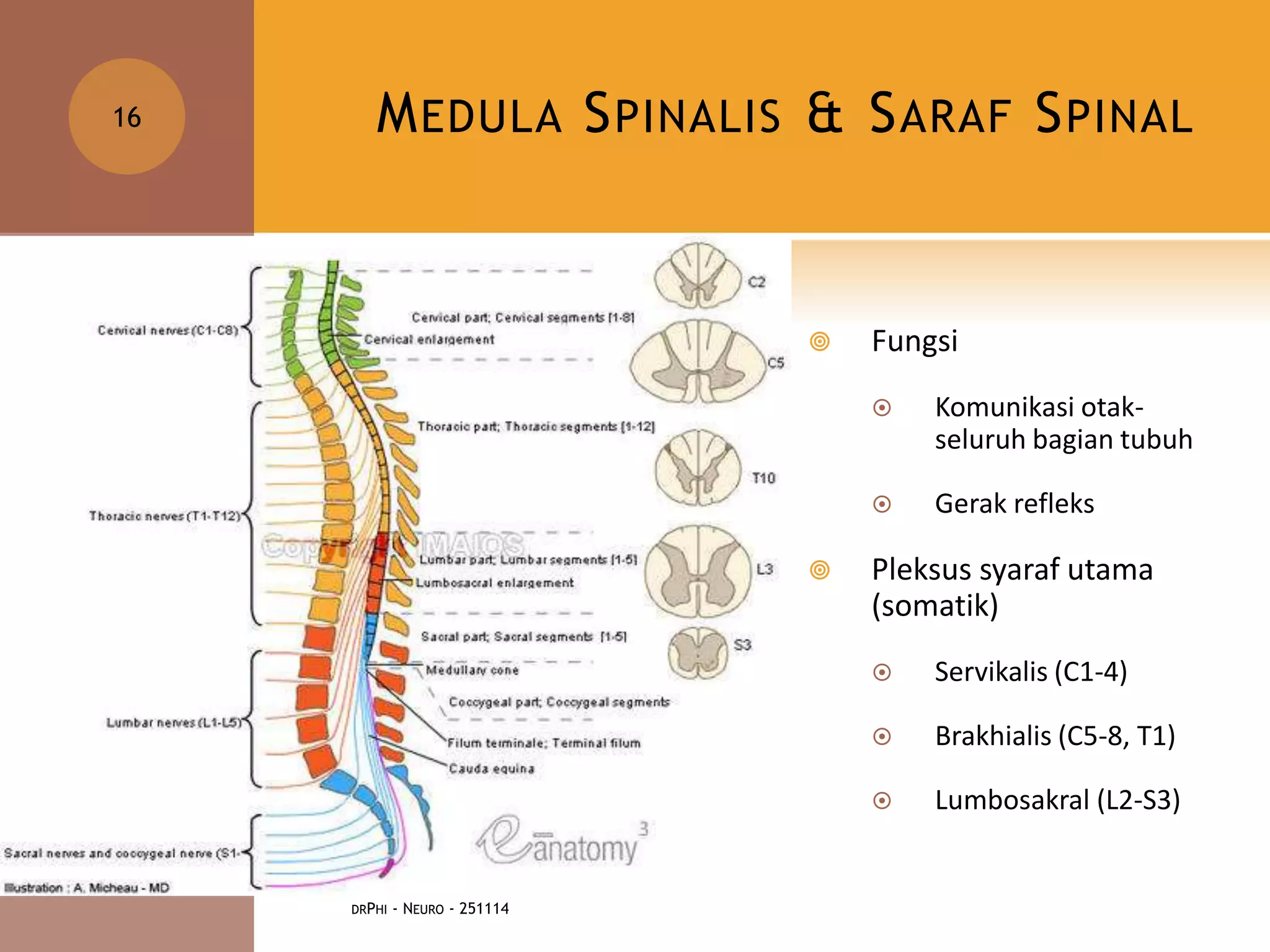 Anatomi Fisiologi Sistem Saraf | PPTX