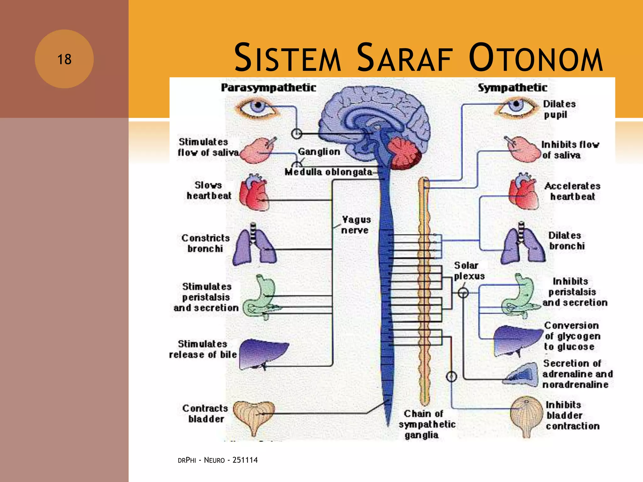Anatomi Fisiologi Sistem Saraf | PPTX