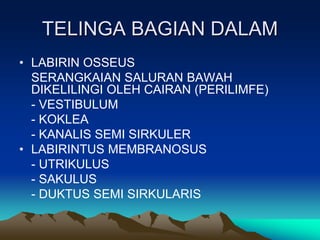 anatomi fisiologi sistem penginderaan.ppt