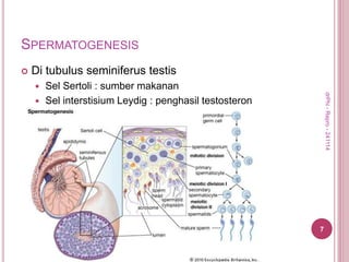 Anatomi Fisiologi Sistem Reproduksi | PPTX