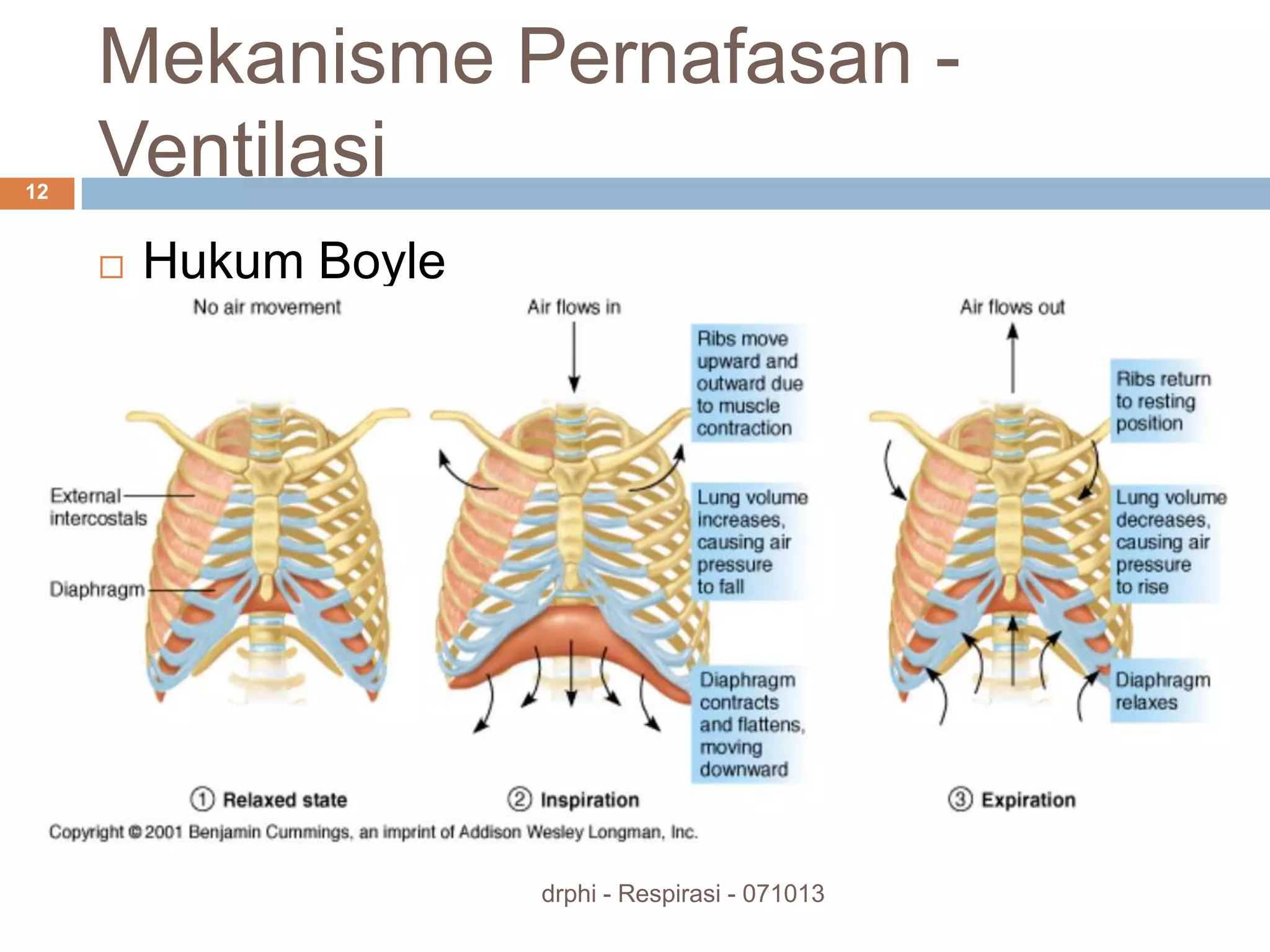 Anatomi Fisiologi Sistem Pernafasan | PPTX