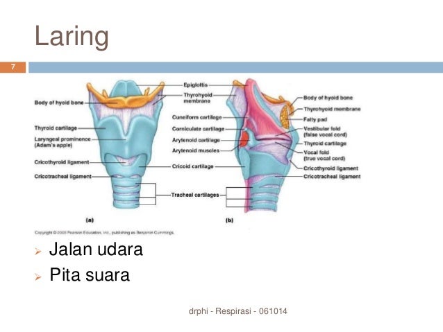 Anatomi Fisiologi Sistem Pernafasan
