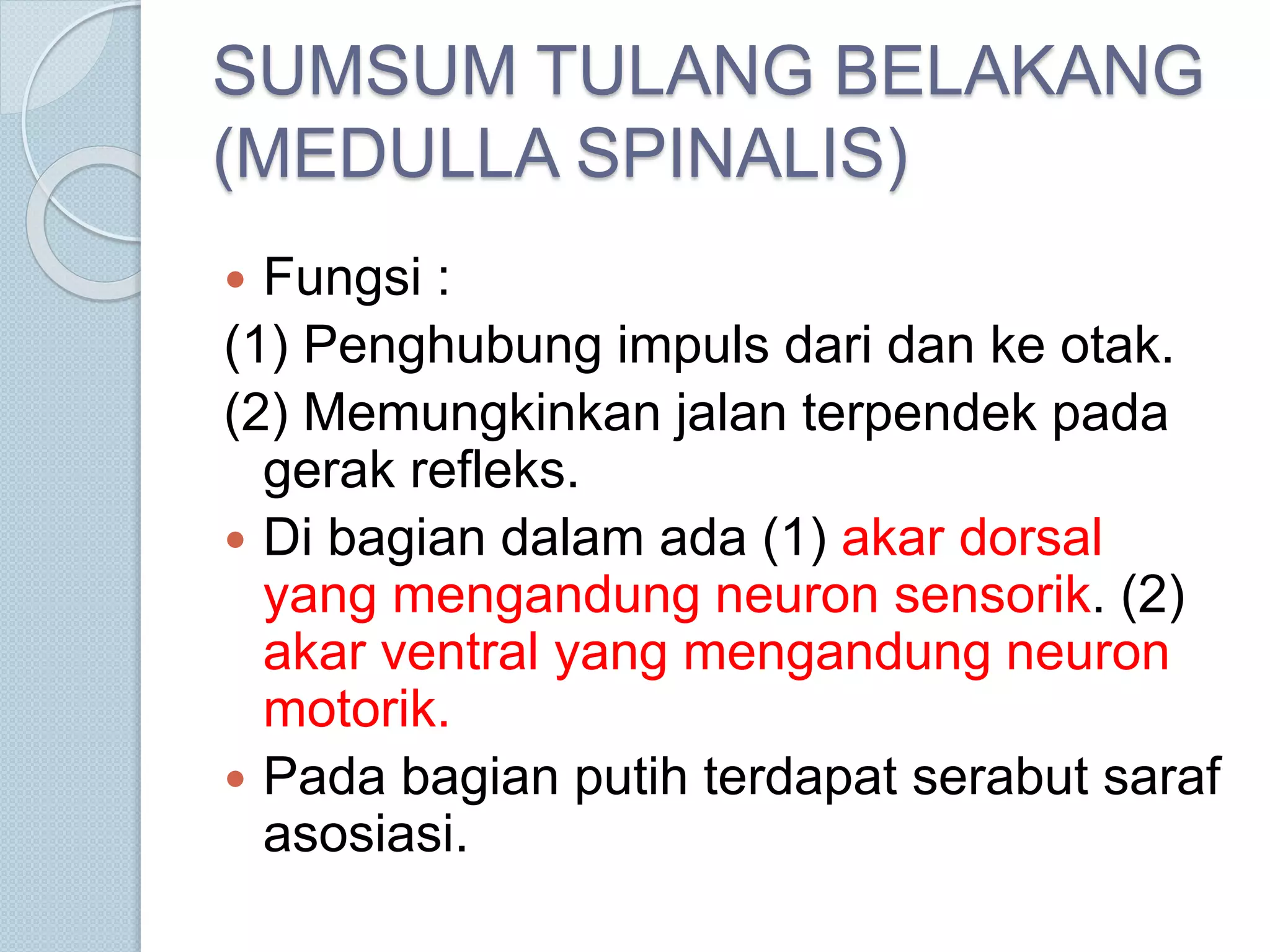 Anatomi fisiologi sistem-saraf | PPTX