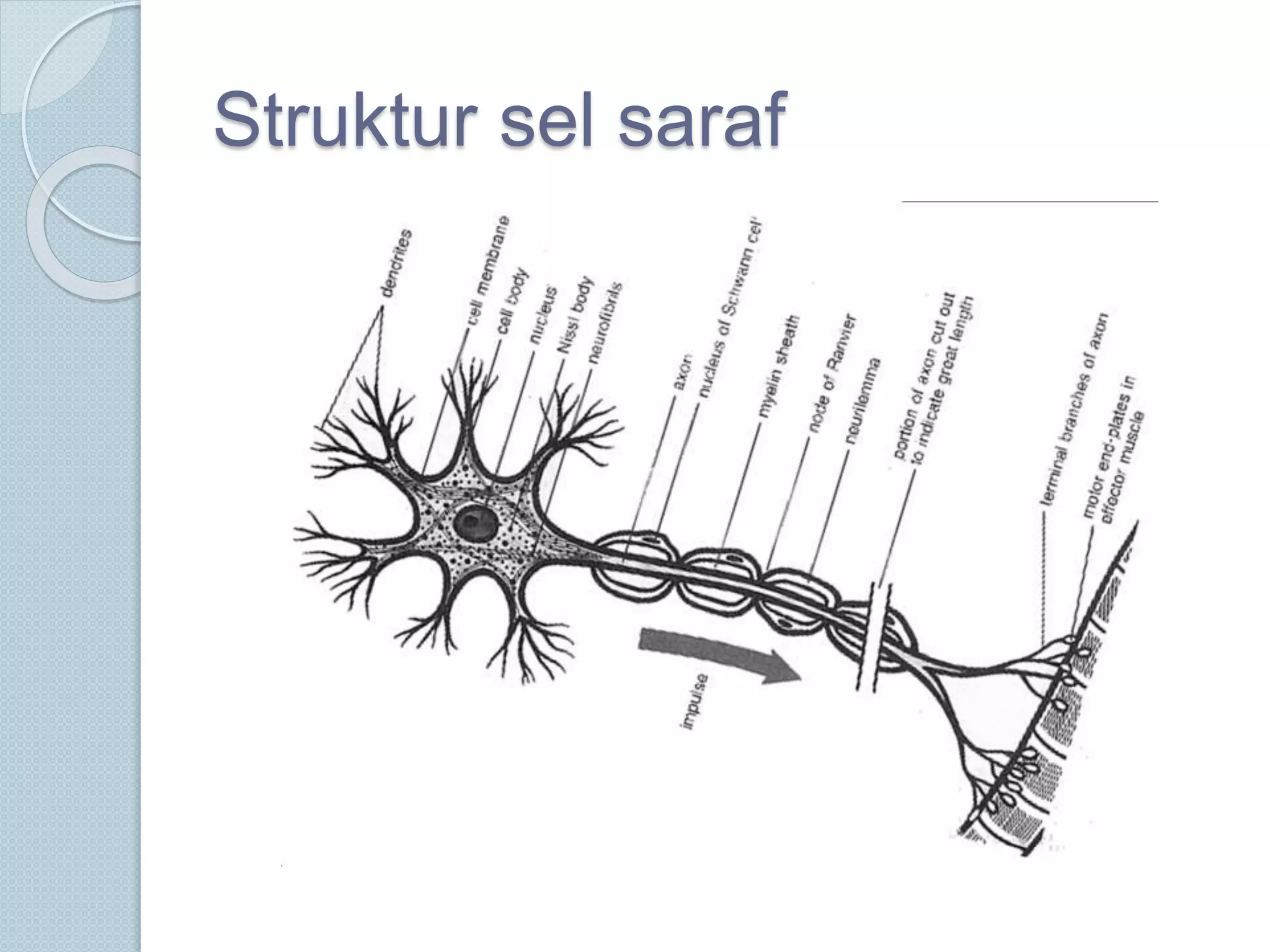 Anatomi fisiologi sistem-saraf | PPTX