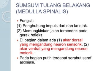Anatomi fisiologi sistem-saraf | PPTX