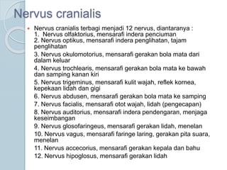 Anatomi fisiologi sistem-saraf | PPTX