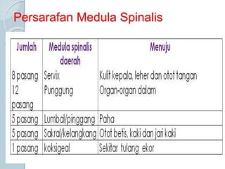 Anatomi fisiologi sistem-saraf | PPTX