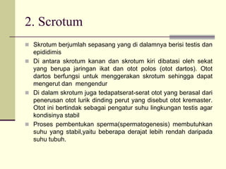 Anatomi fisiologi Alat Reproduksi pada .pdf