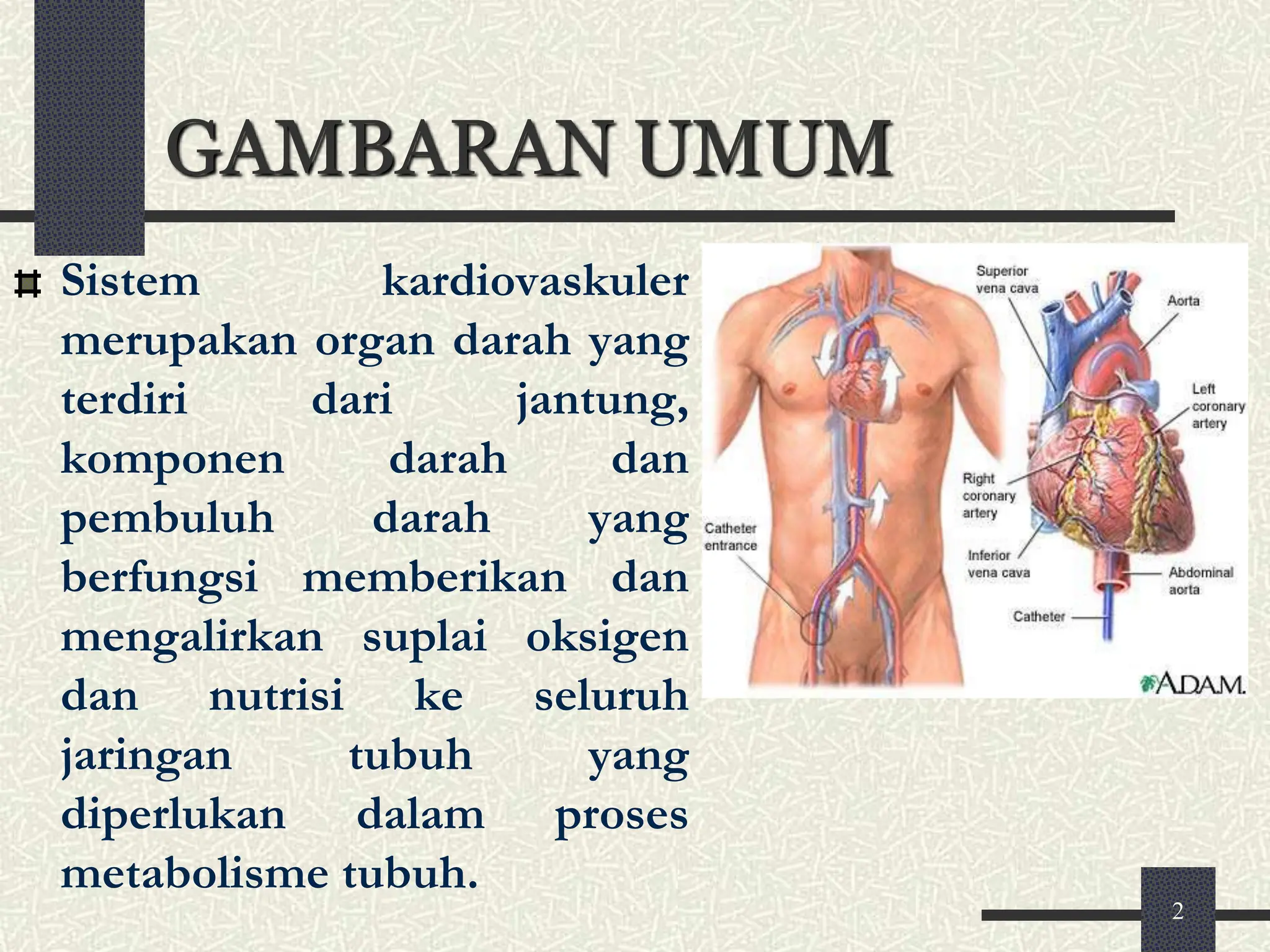 ANATOMI FISIOLOGI SISTEM CARDIOVASKULER.ppt