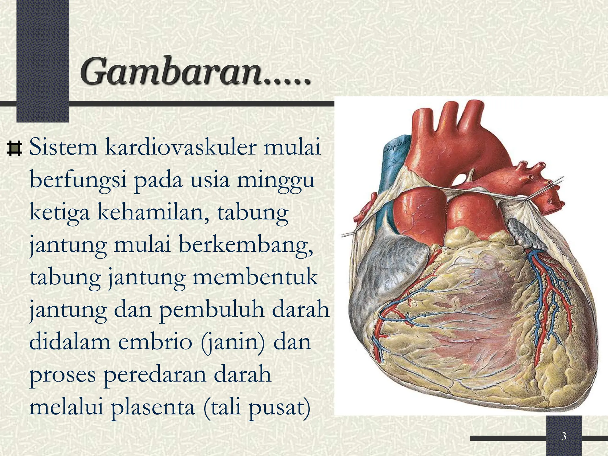 ANATOMI FISIOLOGI SISTEM CARDIOVASKULER.ppt
