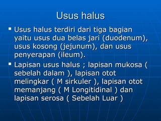 anatomi dan fisiologi pencernaan manusia | PPT