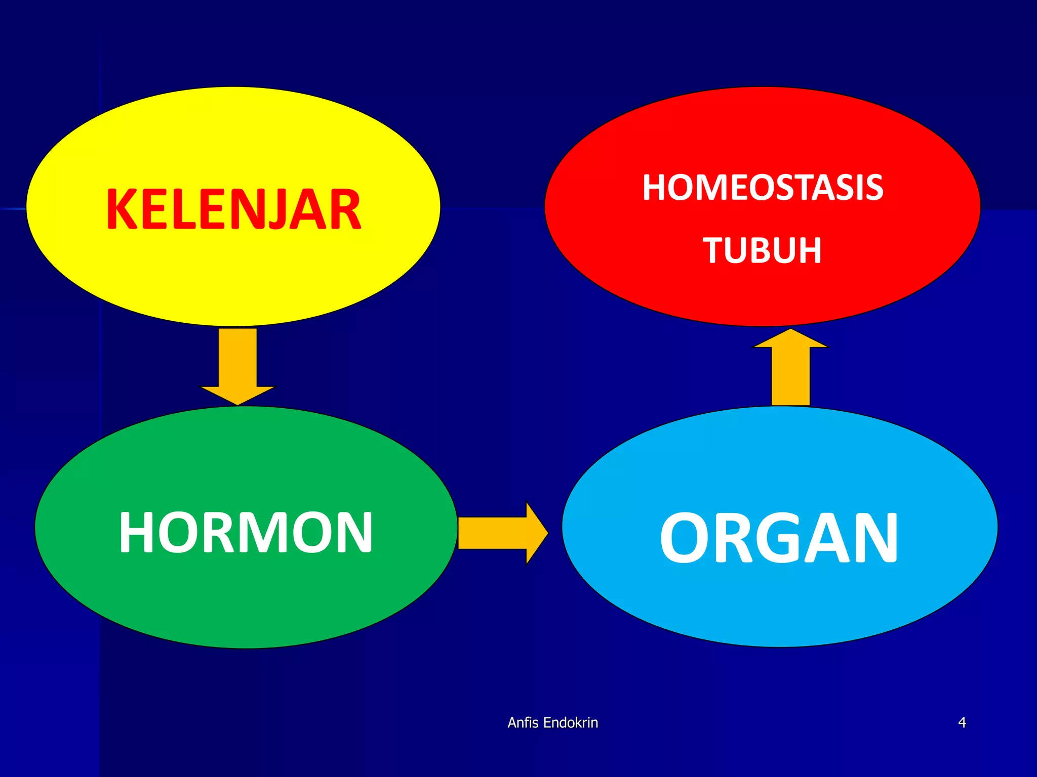 Anfis endokrin | PPTX