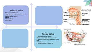 Anatomi Fisologi pada GastroHepatoBillier.pptx