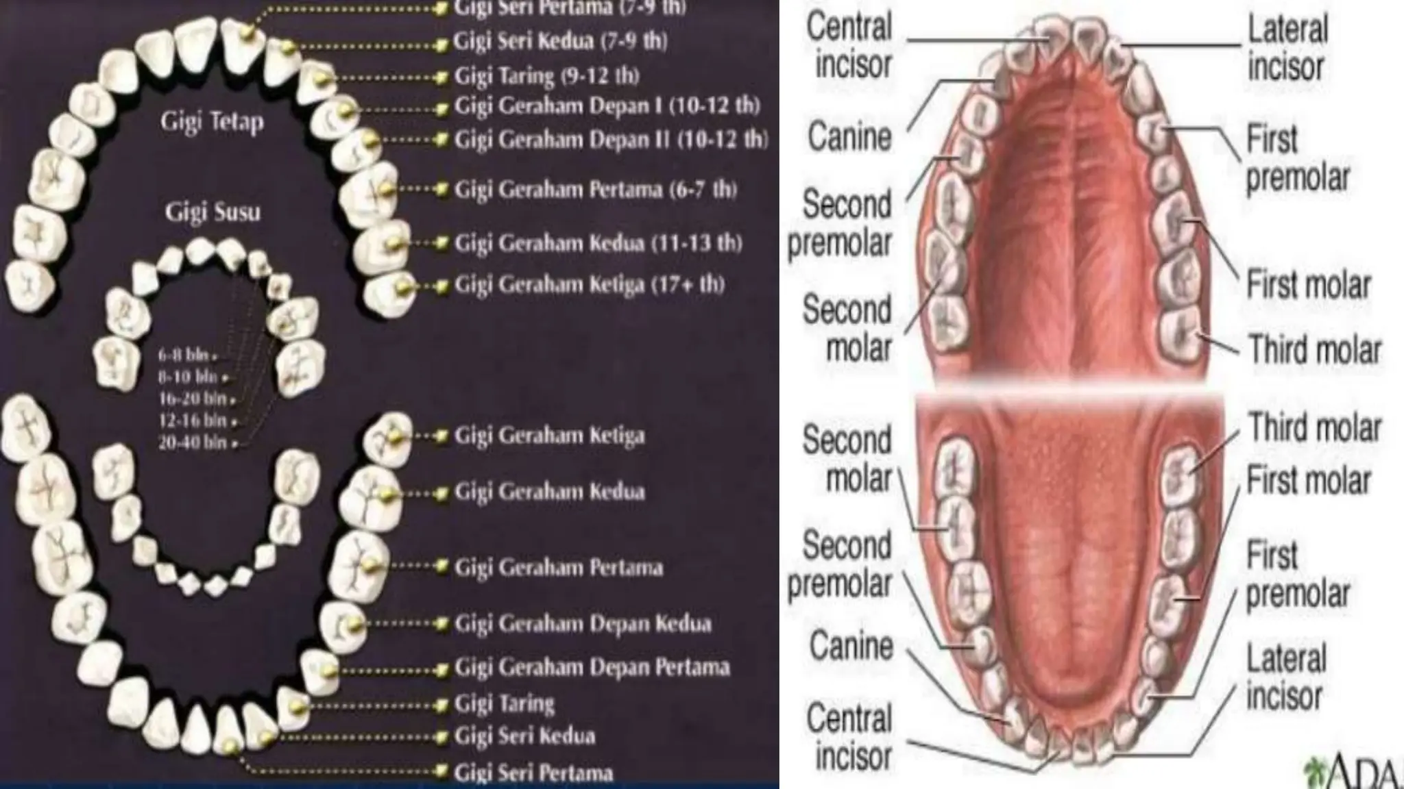 Anatomy fiosioligy gigi an asuhan paa keokteran gigi.pptx