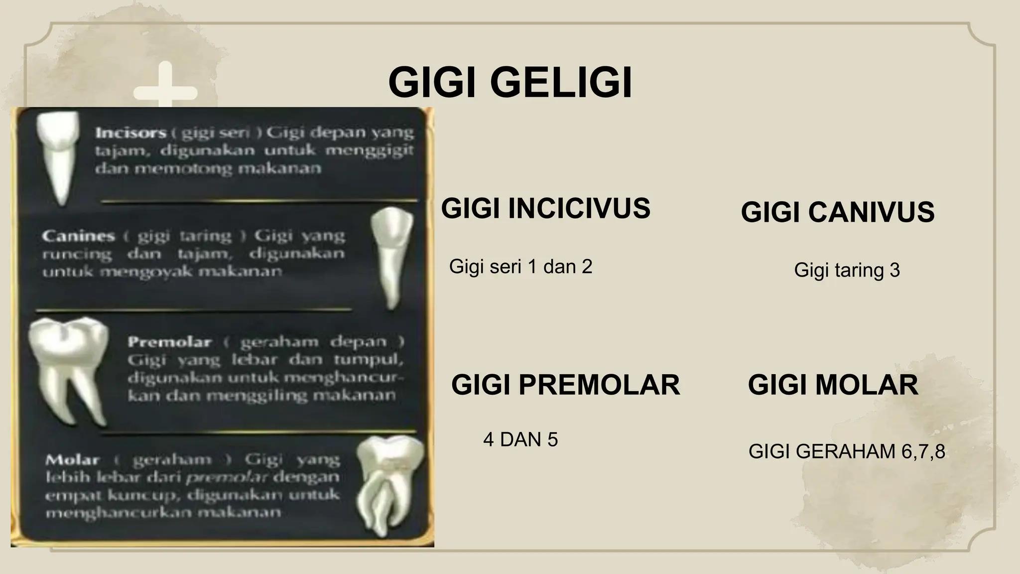 Anatomy fiosioligy gigi an asuhan paa keokteran gigi.pptx