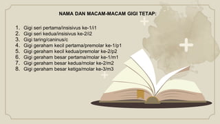 Anatomy fiosioligy gigi an asuhan paa keokteran gigi.pptx