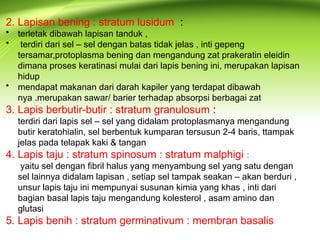Anatomi dan fisiologi organ Indra kulit.pptx