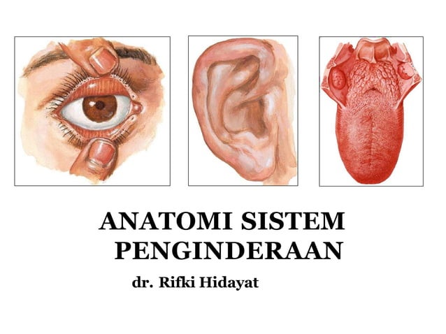 Anatomi fisiologi Indra Penglihatan Rifki.pptx