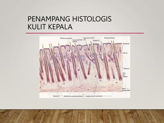 ANFIS Integument.ppt