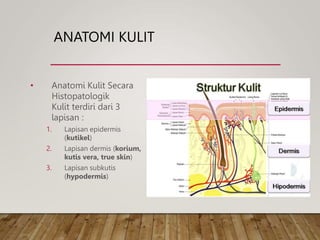 ANFIS Integument.ppt