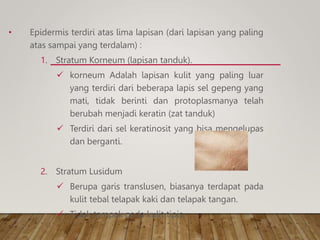 ANFIS Integument.ppt