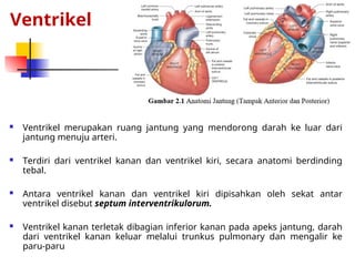 Anatomi dan Fisiologi Sistem Kardiovaskular.ppt