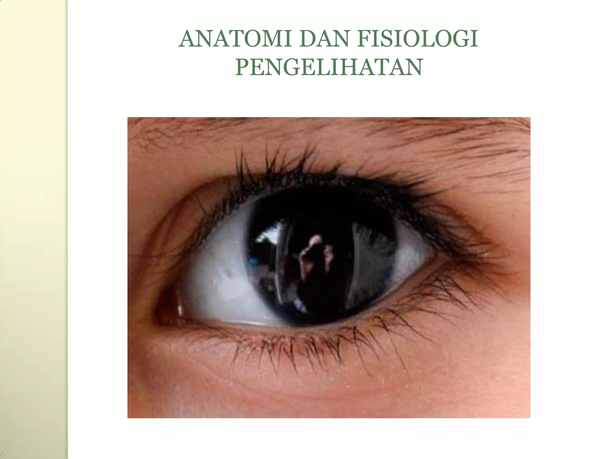 Sistem Penglihatan | PPTX