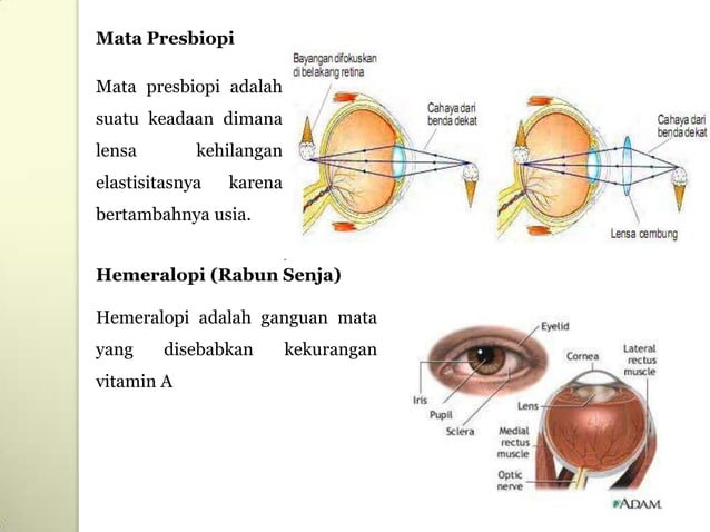 Sistem Penglihatan | PPTX