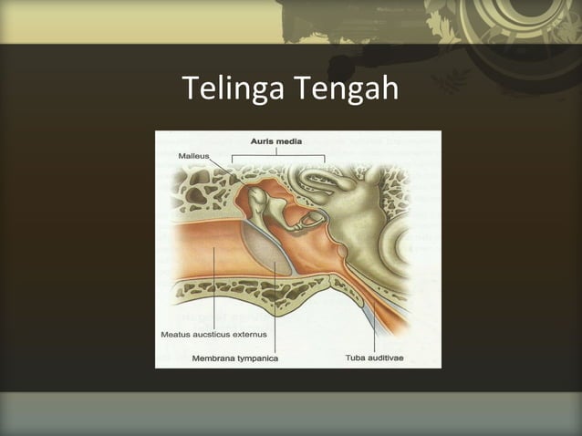 Sistem pendengaran | PPT