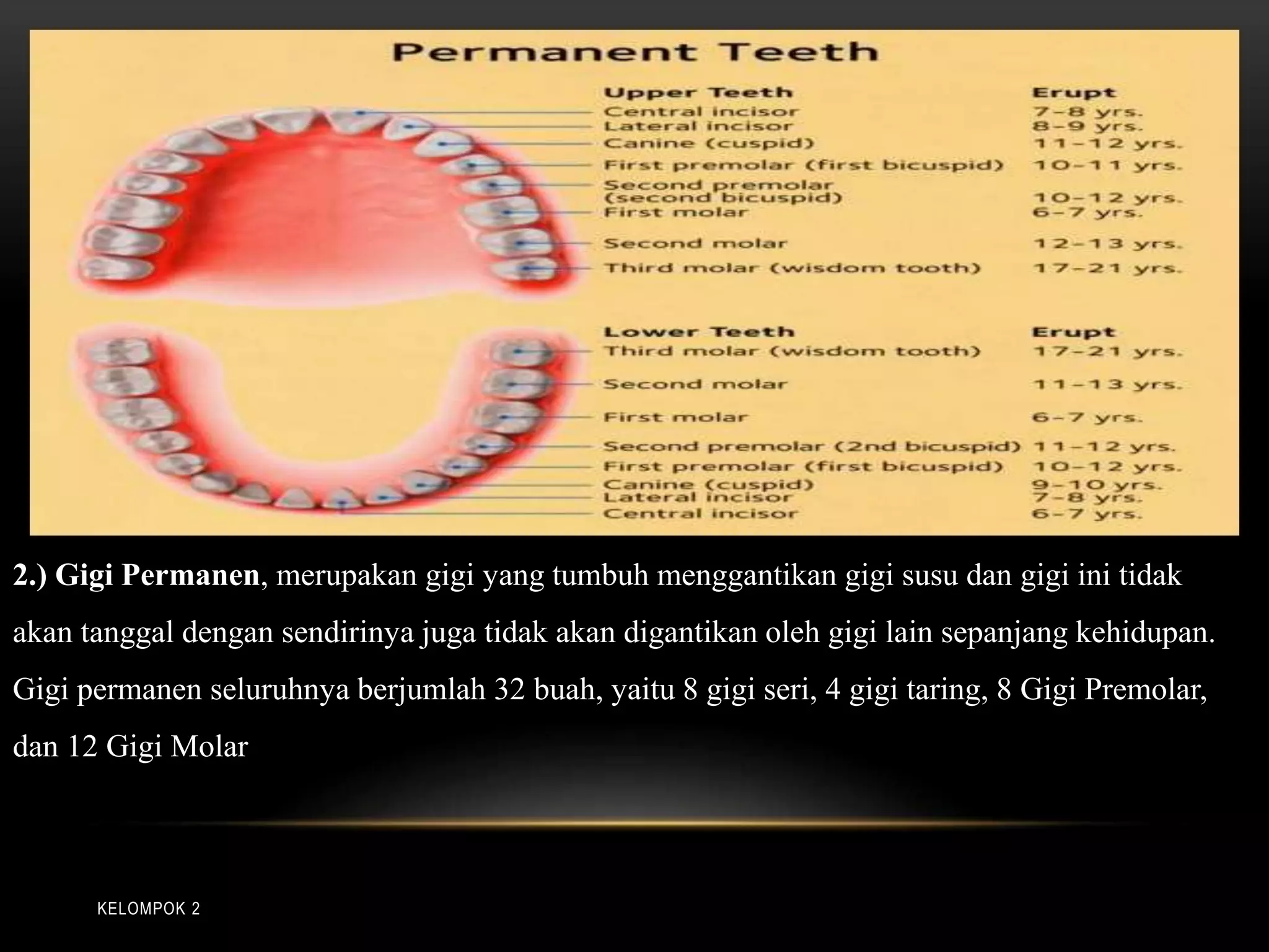 Fisiologi Gigi Pada Manusia | PPTX