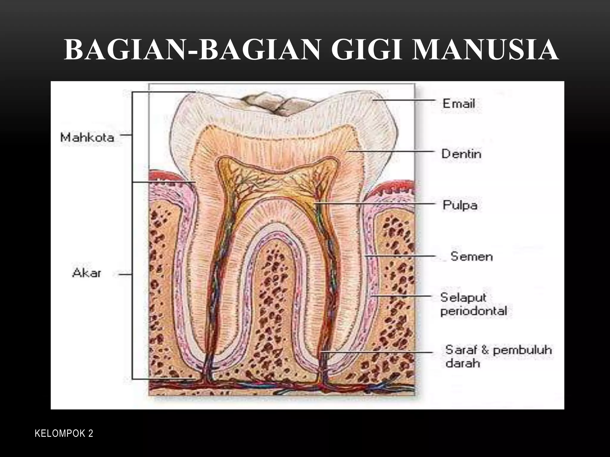Fisiologi Gigi Pada Manusia | PPTX