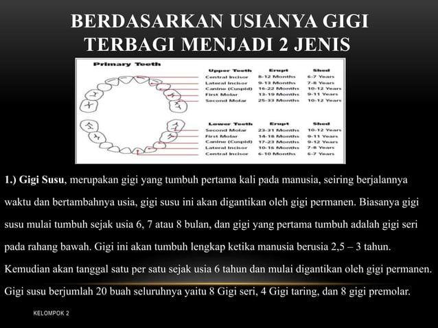 Fisiologi Gigi Pada Manusia | PPTX