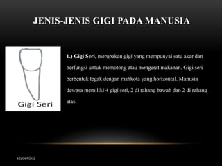 Fisiologi Gigi Pada Manusia | PPTX