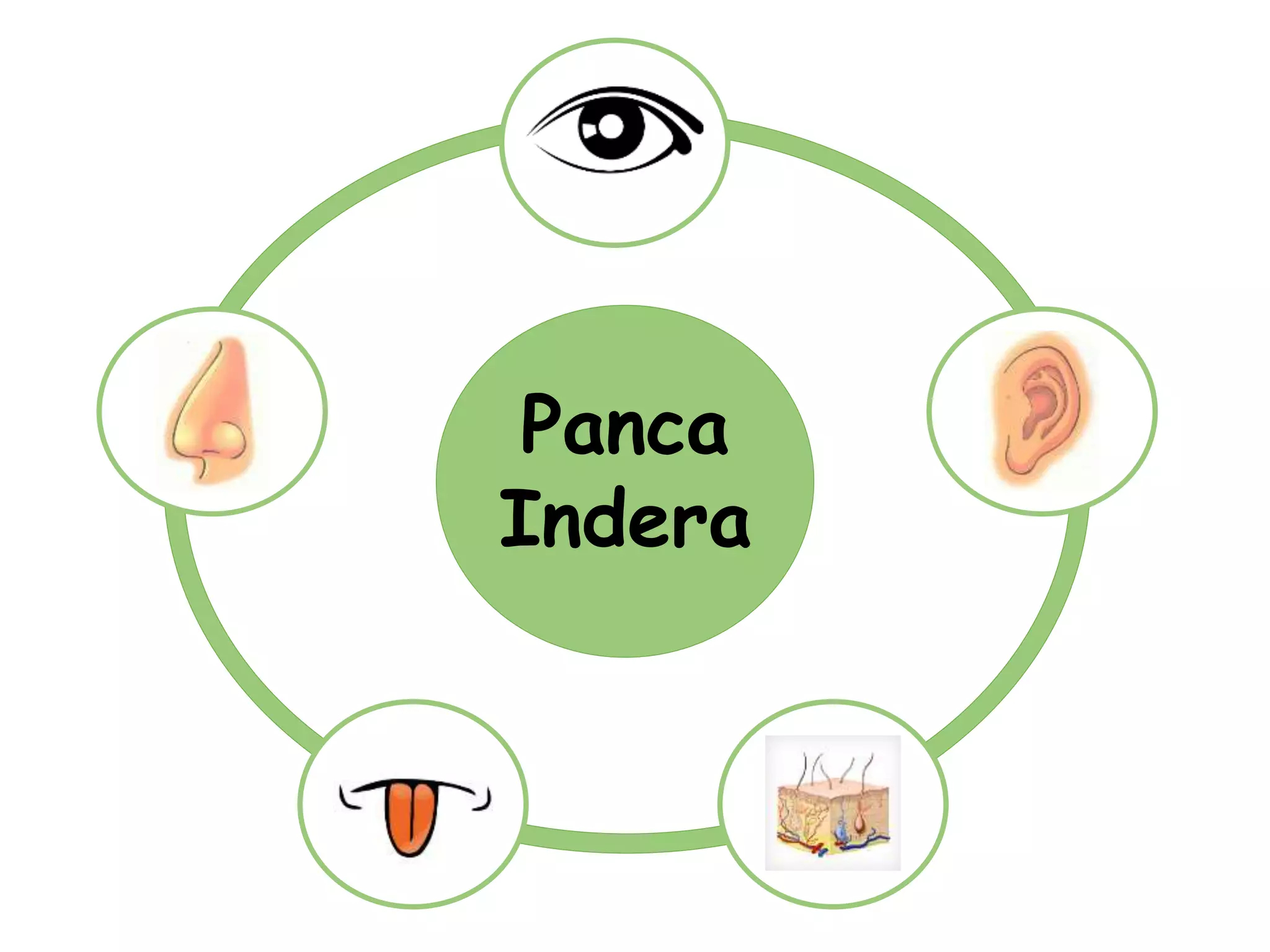 pengertian anatomi fisiologi manusia dan sistem panca indera | PPTX