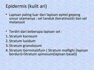 Anatomi dan Fisiologi Kulit Manusia | PPT